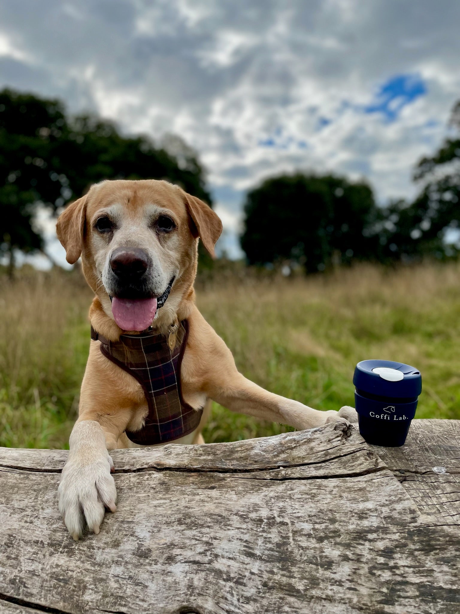 Our Story – Coffi Lab
